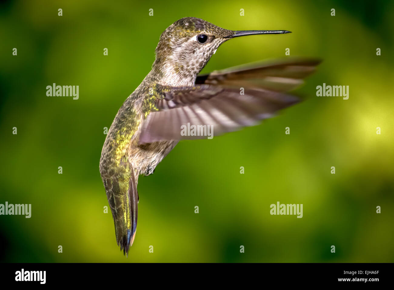 Color image of an Anna's Hummingbird. Northern California Stock Photo ...
