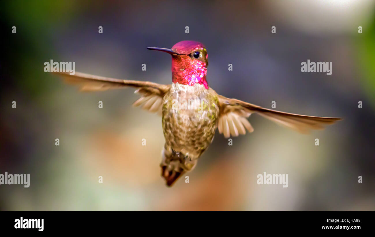 Color image of an Anna's Hummingbird. Northern California Stock Photo ...