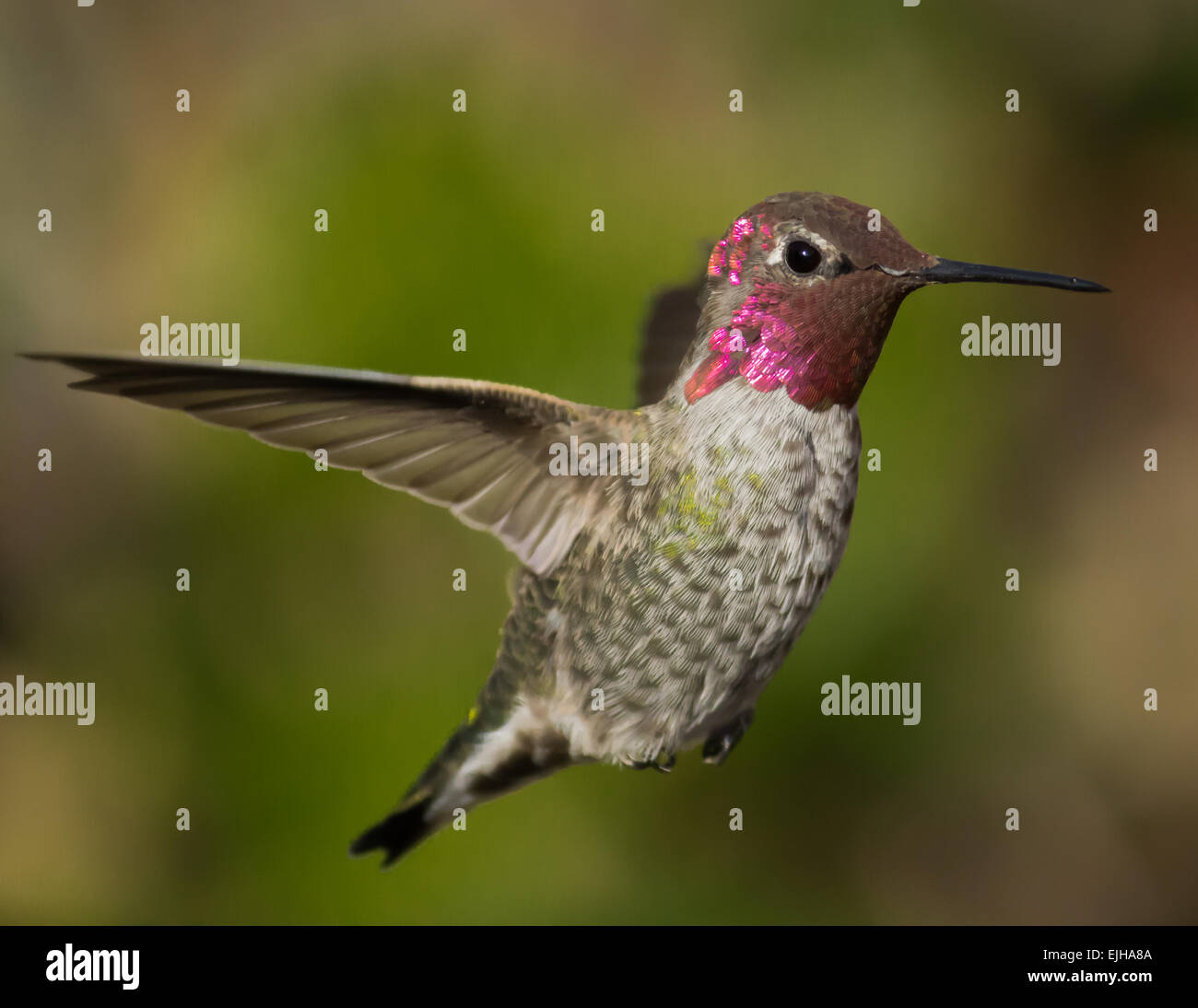 Color image of an Anna's Hummingbird. Northern California Stock Photo ...
