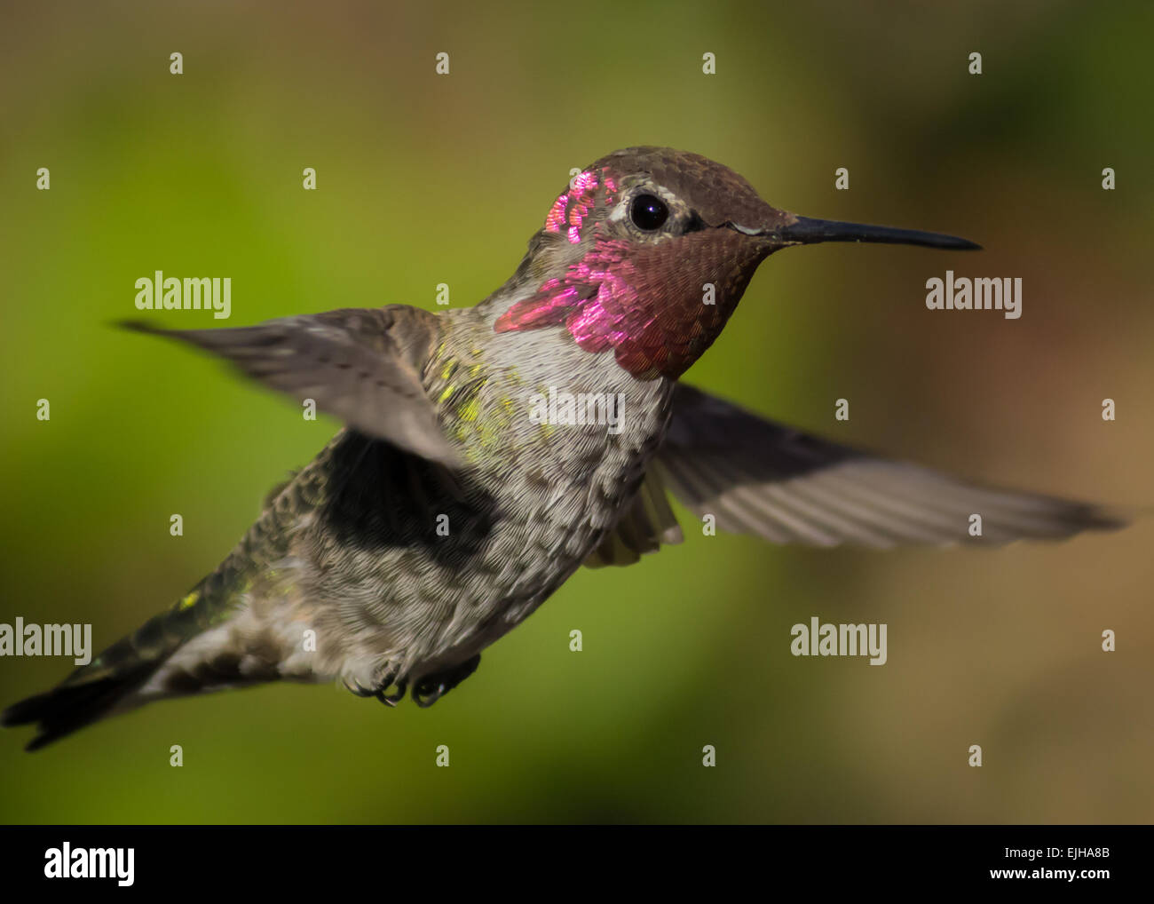 Color image of an Anna's Hummingbird. Northern California Stock Photo ...