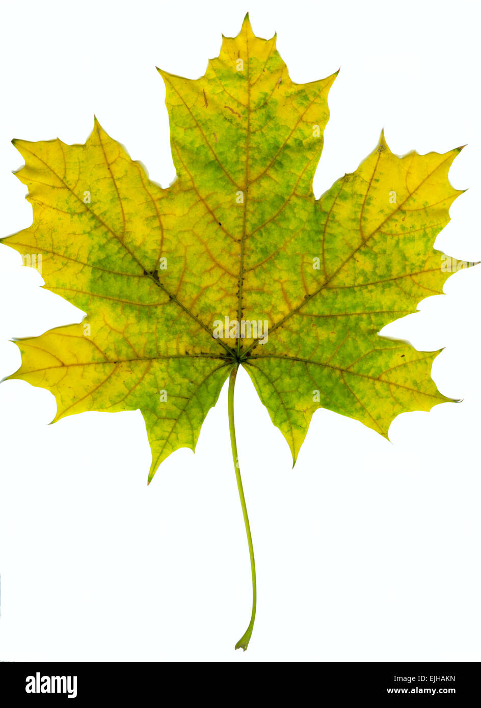 leaf maple isolated Stock Photo - Alamy