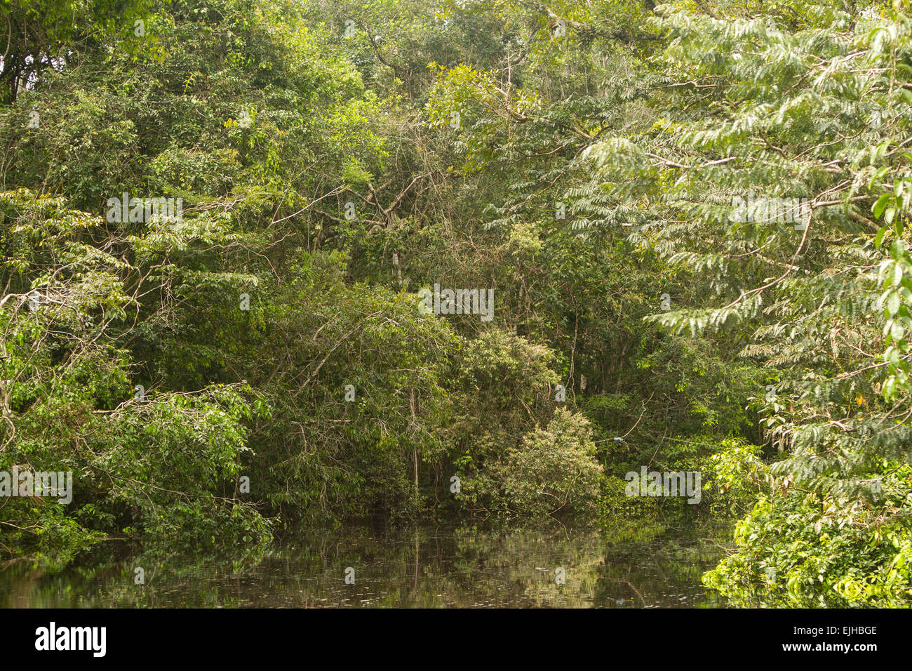 TYPICAL AMAZONIAN VEGETATION IN ECUADORIAN PRIMARY JUNGLE Stock Photo ...