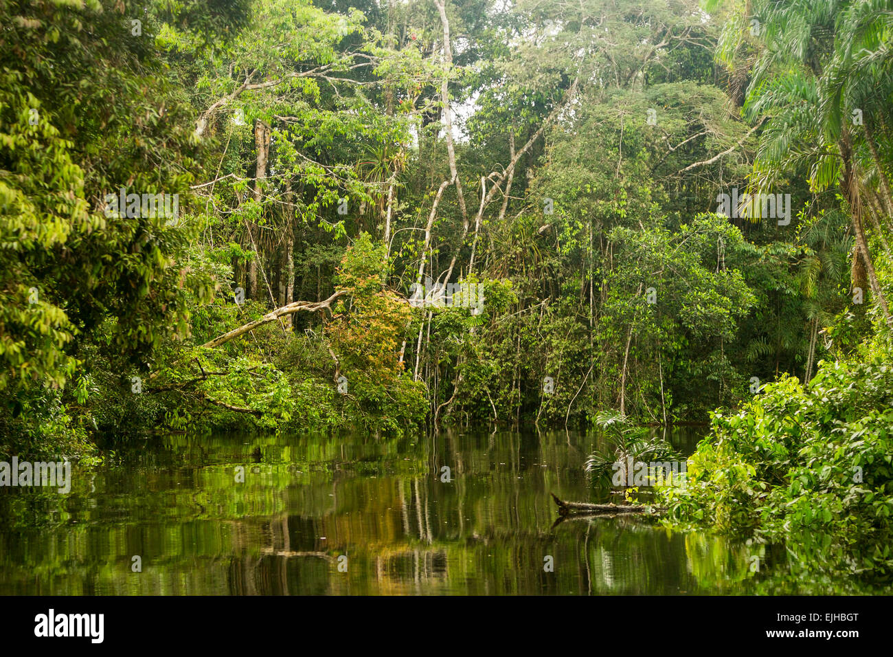 Typical Amazon Vegetation In Ecuadorian Primary Jungle Stock Photo - Alamy