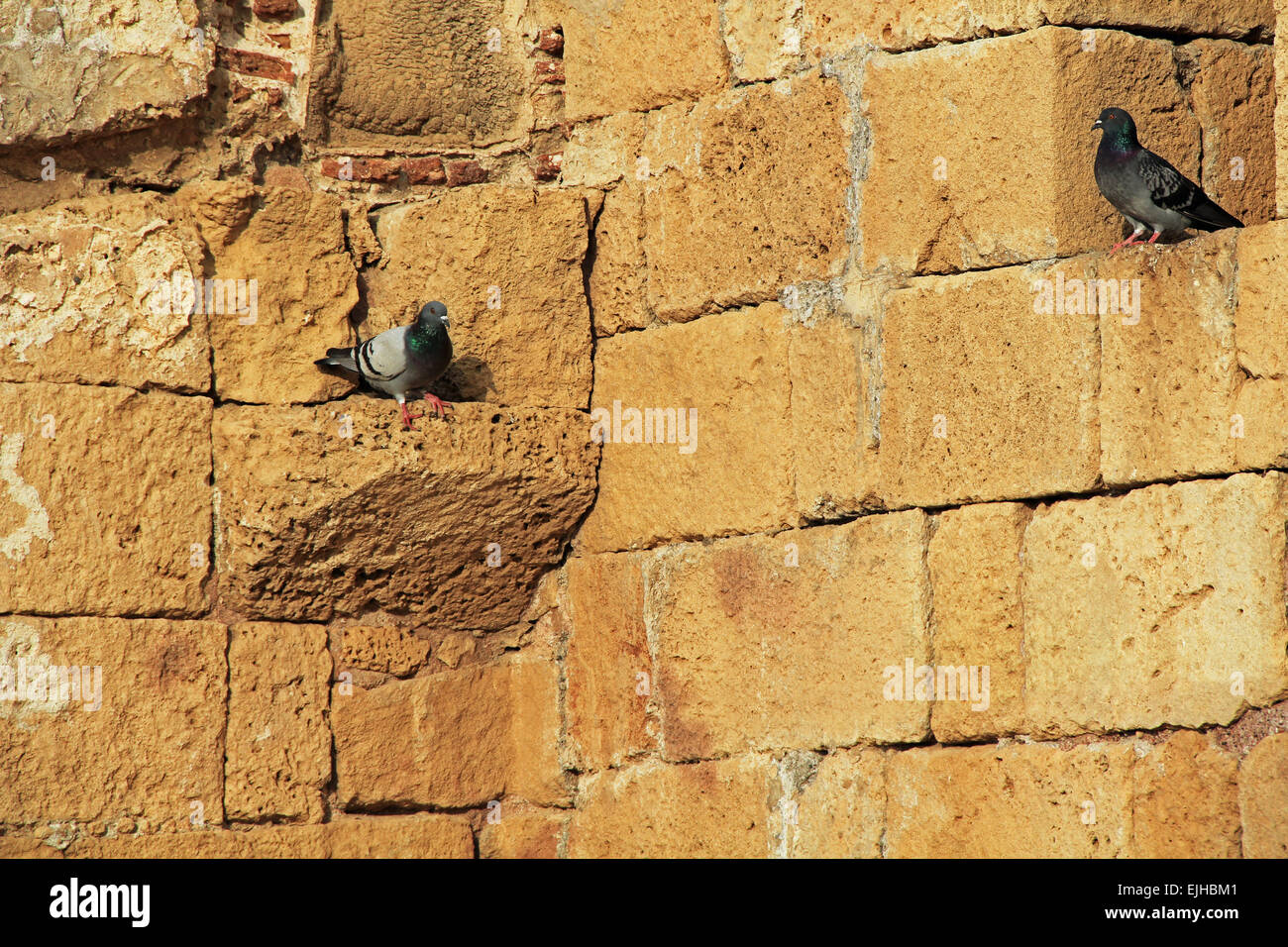 Israeli national bird hi-res stock photography and images - Alamy