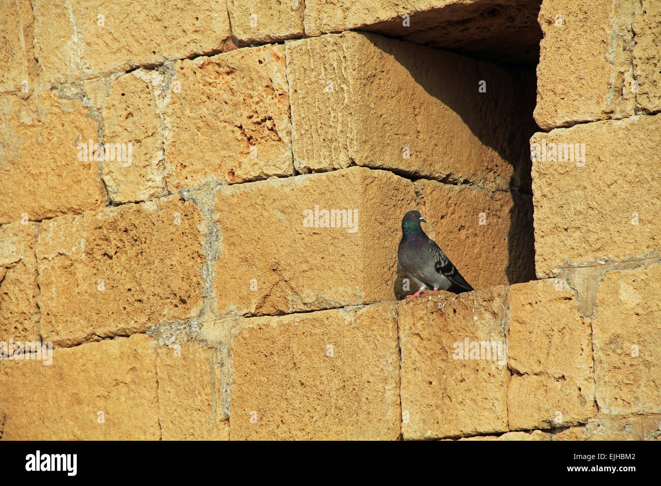 Pigeon on a wall in Caesarea Maritima National Park, Caesarea, Israel ...