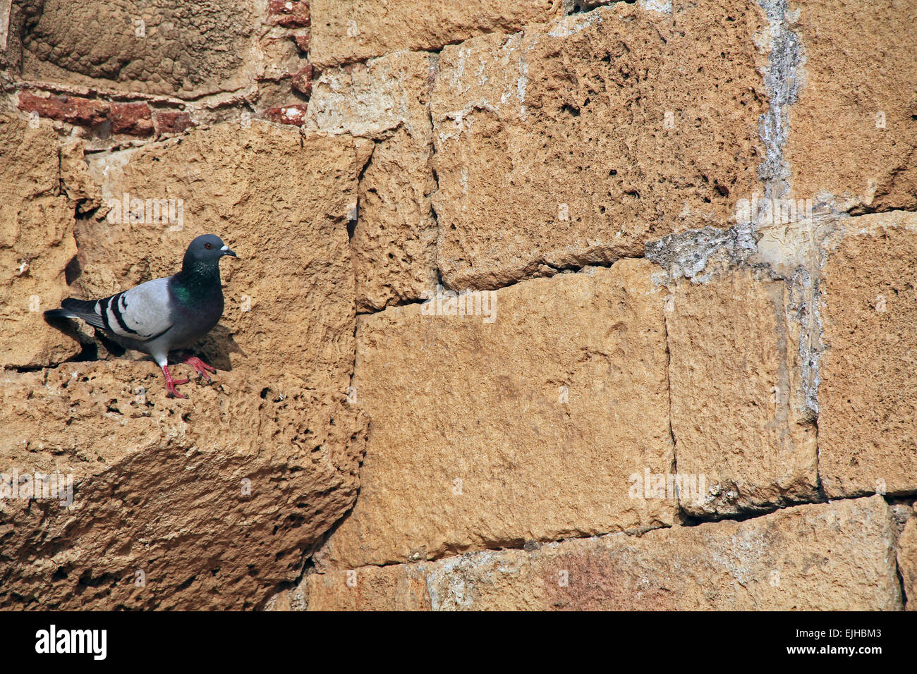 Pigeon on a wall in Caesarea Maritima National Park, Caesarea, Israel ...