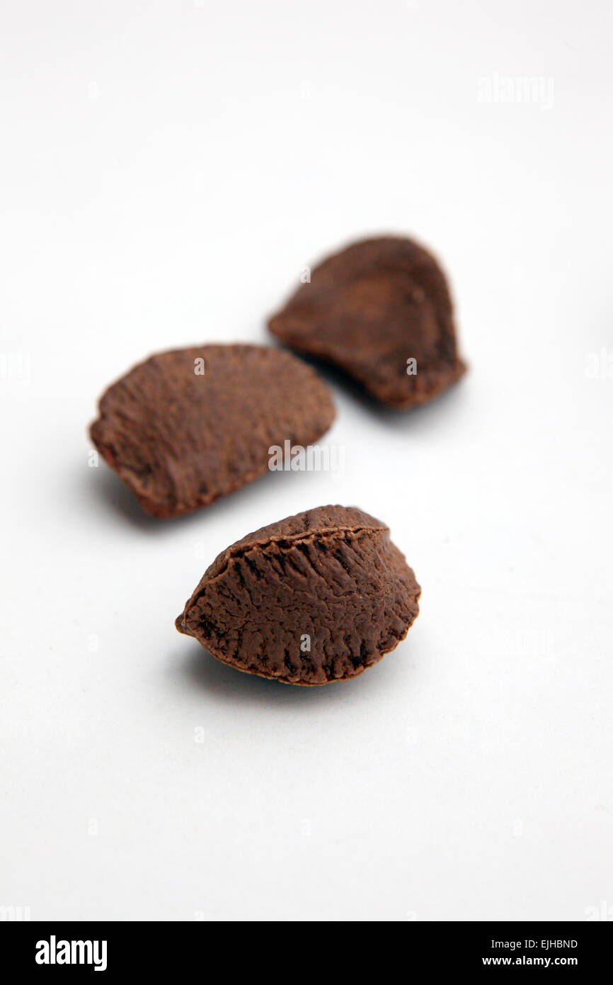 Bertholletia excelsa hi-res stock photography and images - Alamy