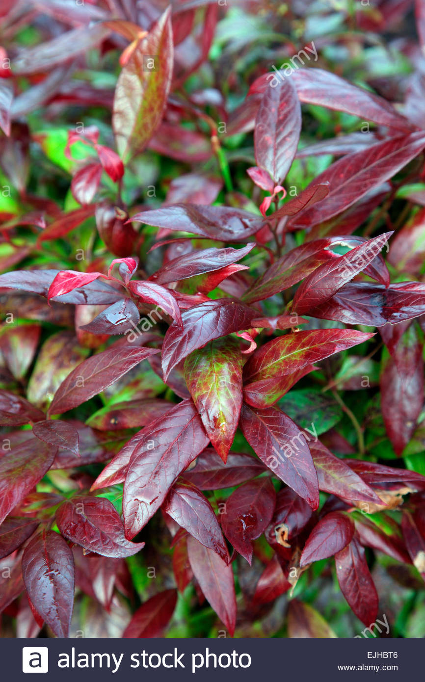 Leucothoe Stock Photos & Leucothoe Stock Images - Alamy