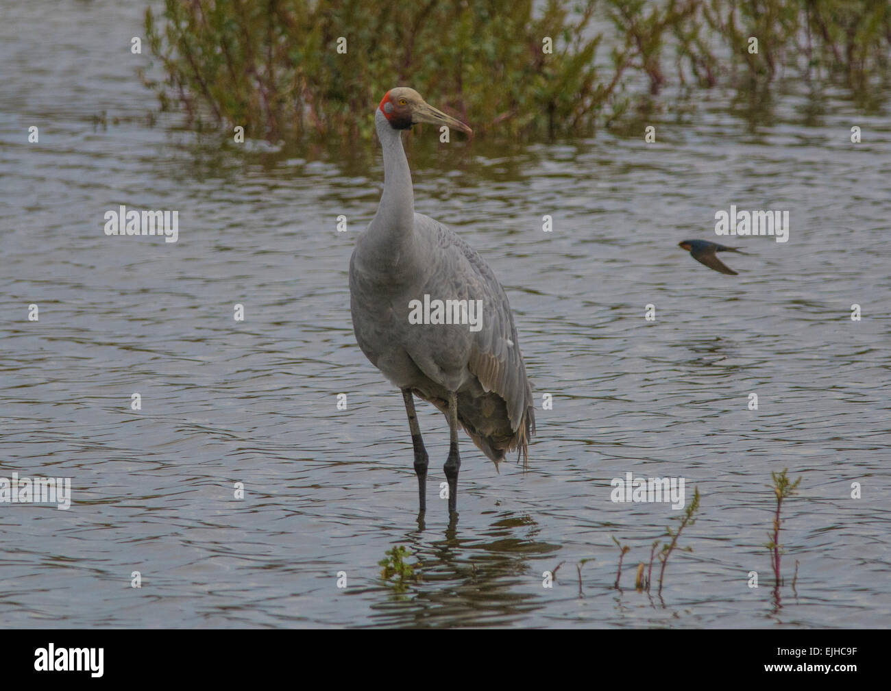 Brolga hi-res stock photography and images - Alamy
