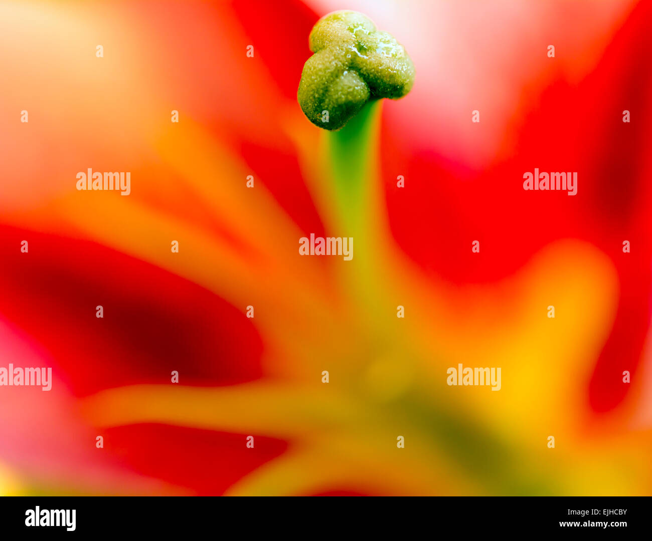 Pistil stamen hi-res stock photography and images - Alamy