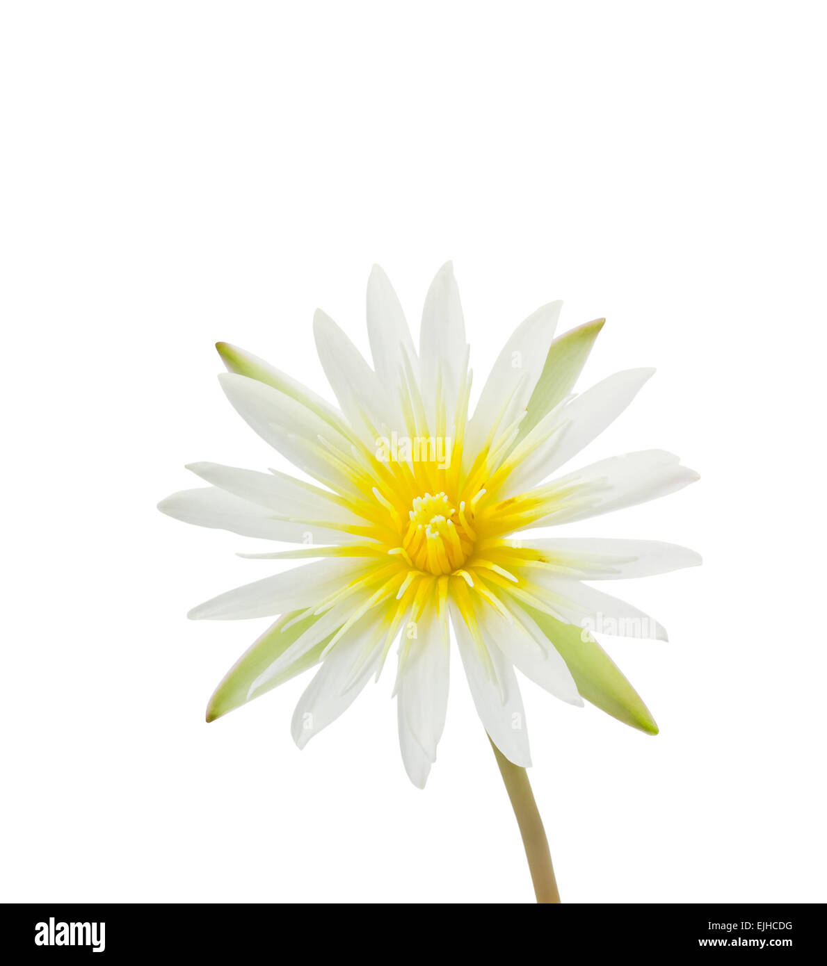 Single white lotus flower isolated on white background and clipping ...