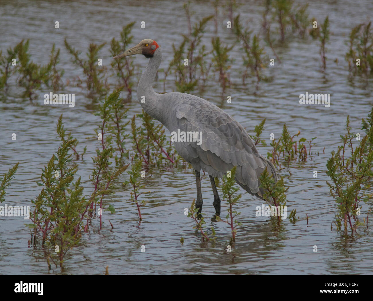 Brolgas hi-res stock photography and images - Alamy