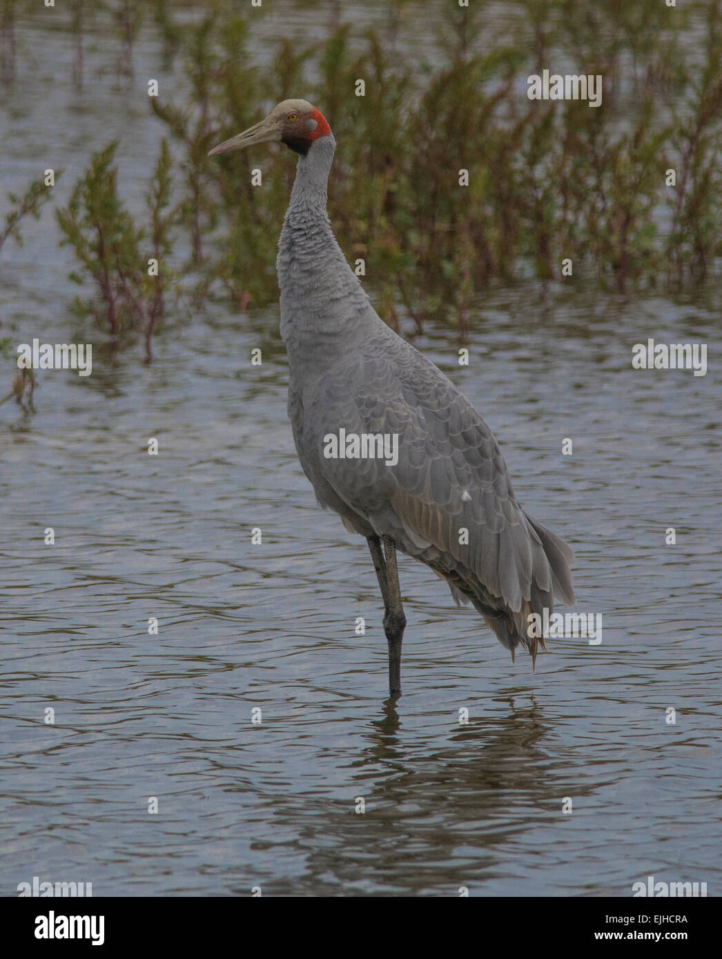 Brolgas hi-res stock photography and images - Alamy