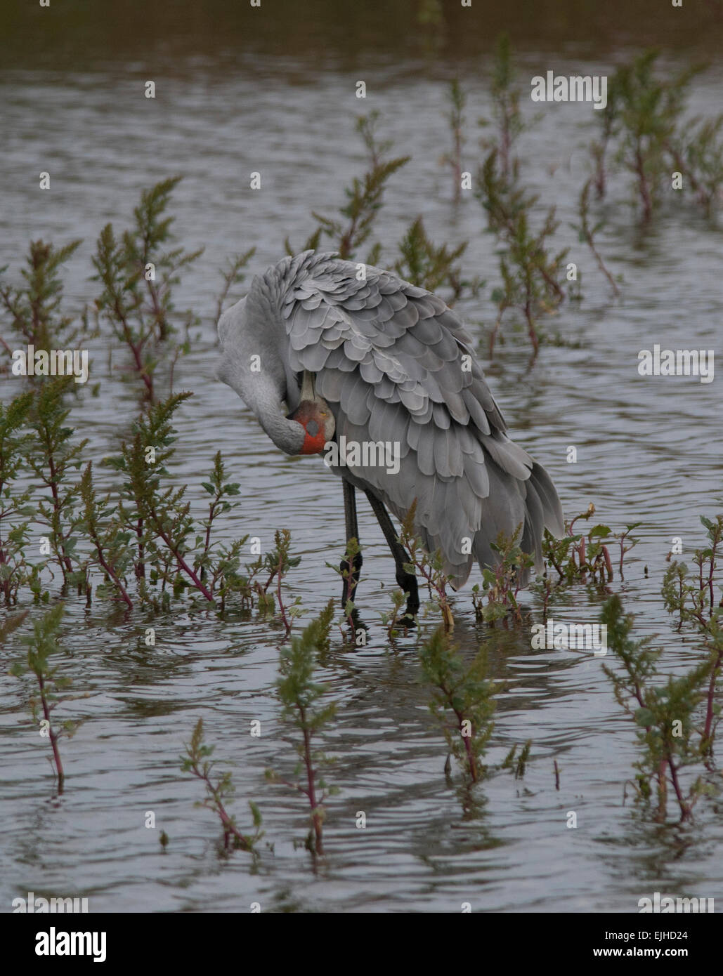 Brolgas hi-res stock photography and images - Alamy