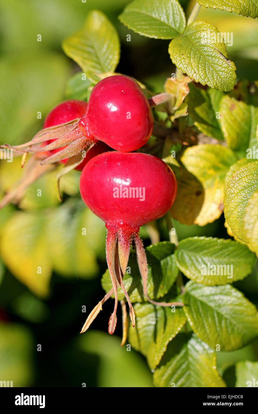 Rose rugosa red hi-res stock photography and images - Alamy