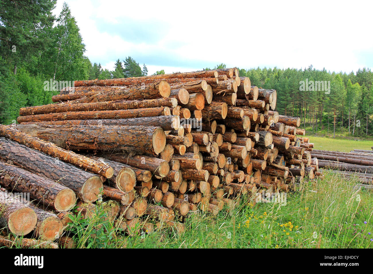 Pile log logs forestry industrial hi-res stock photography and images ...