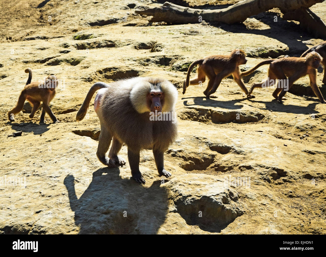 Baboon family hi-res stock photography and images - Alamy