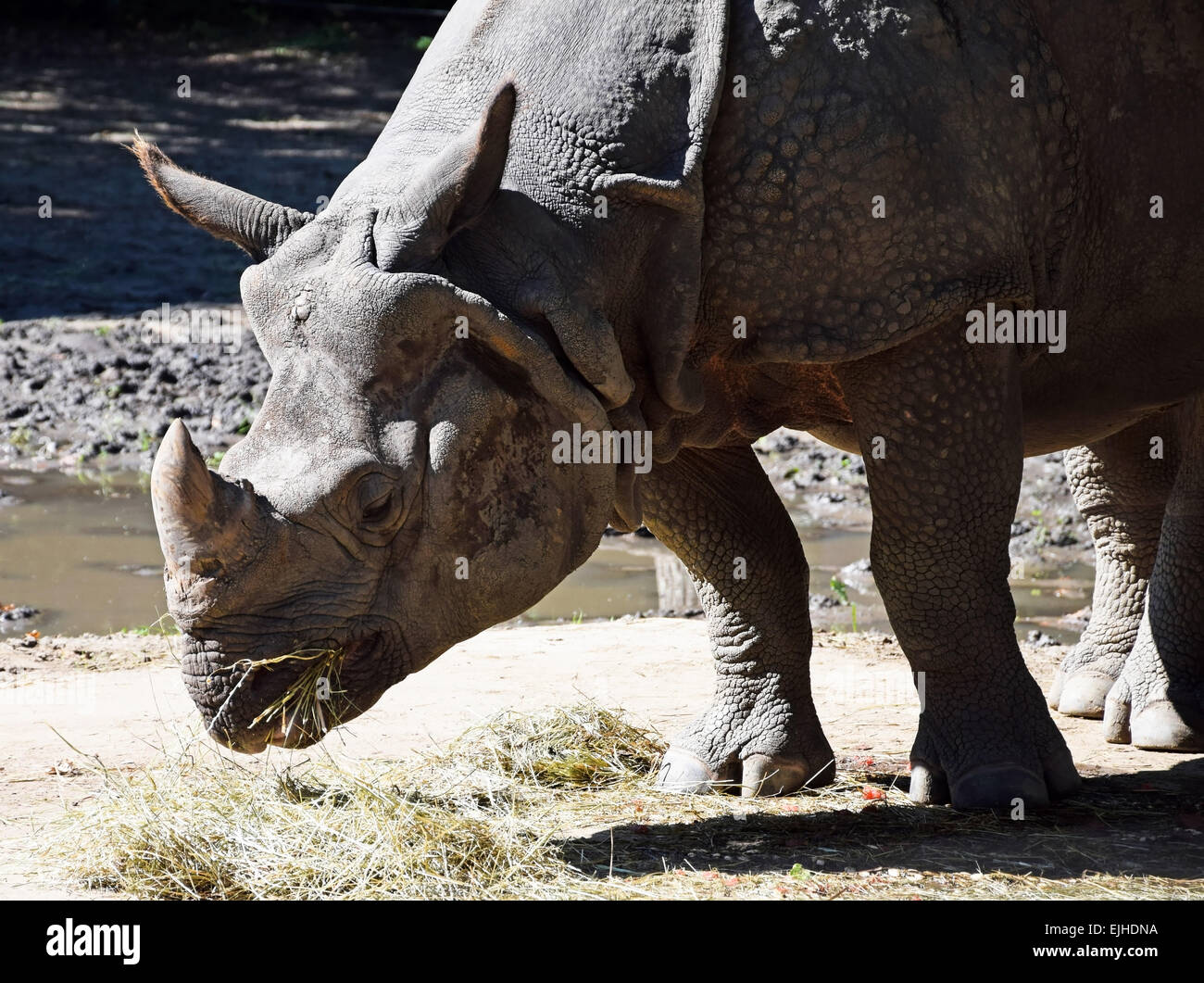 Rhinoceros is eating Stock Photo - Alamy