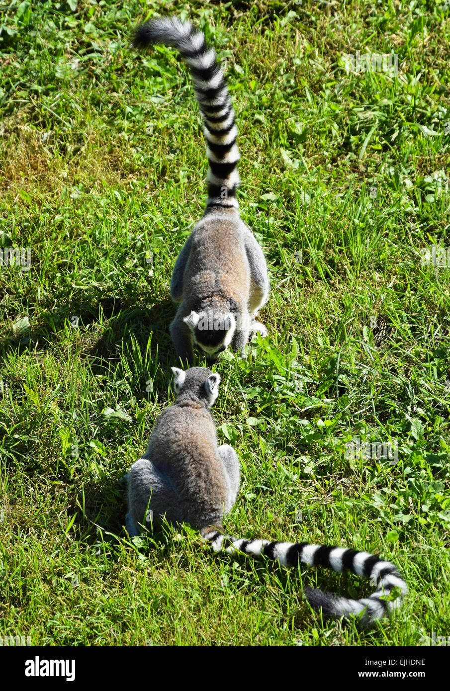 Ring tailed lemurs Stock Photo - Alamy