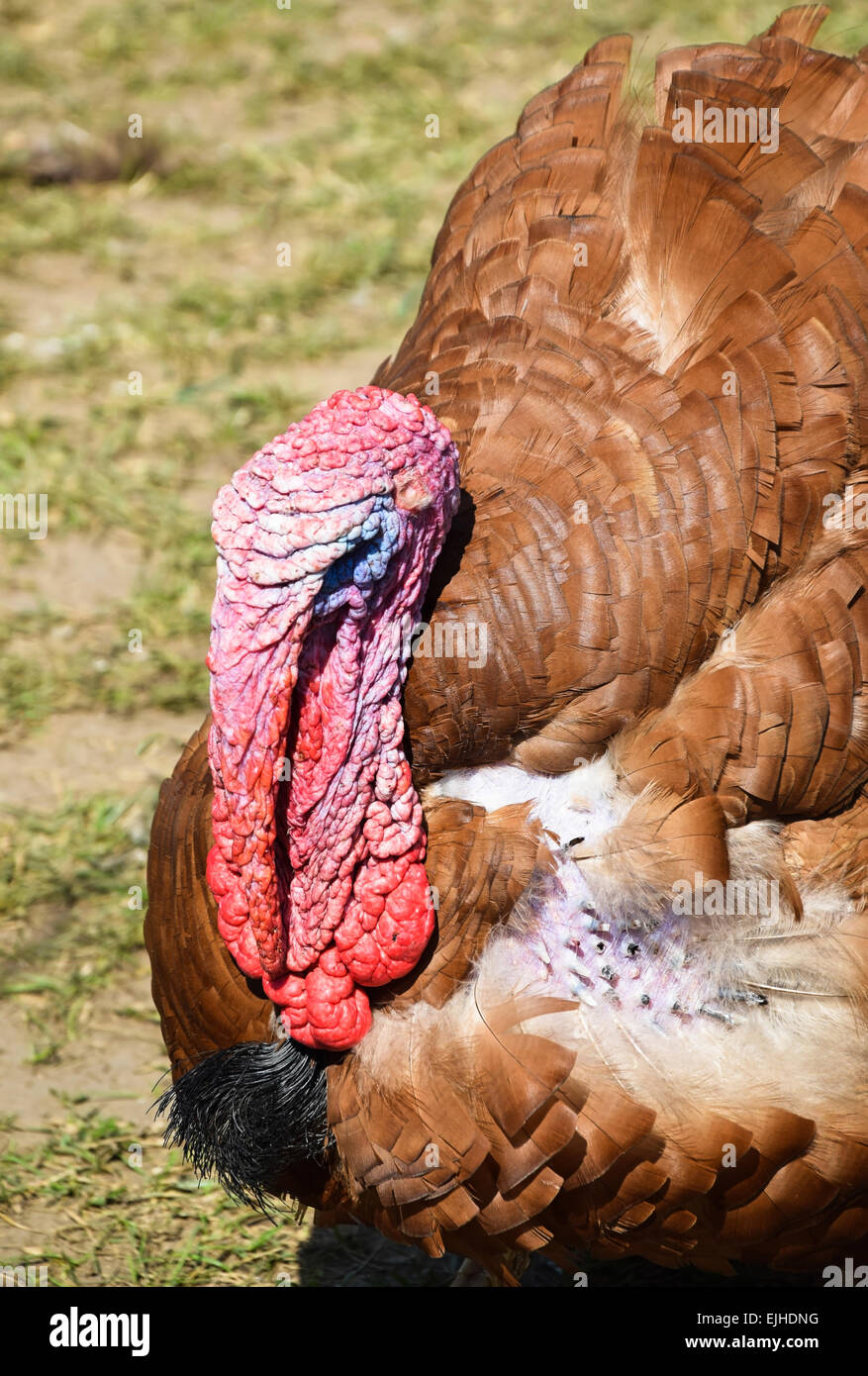 Female turkey front view hi-res stock photography and images - Alamy