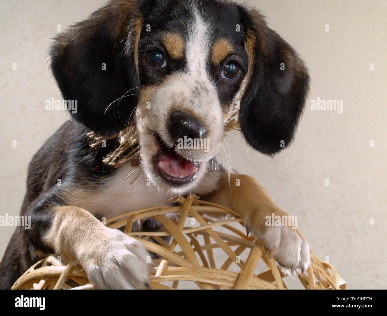 Puppy with a wicker ball Stock Photo - Alamy