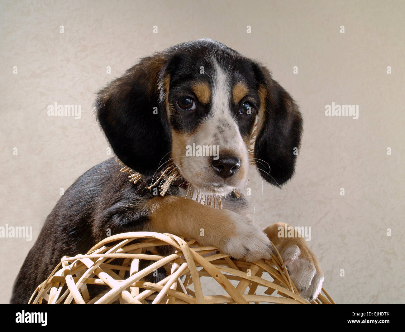 Puppy with a wicker ball Stock Photo - Alamy