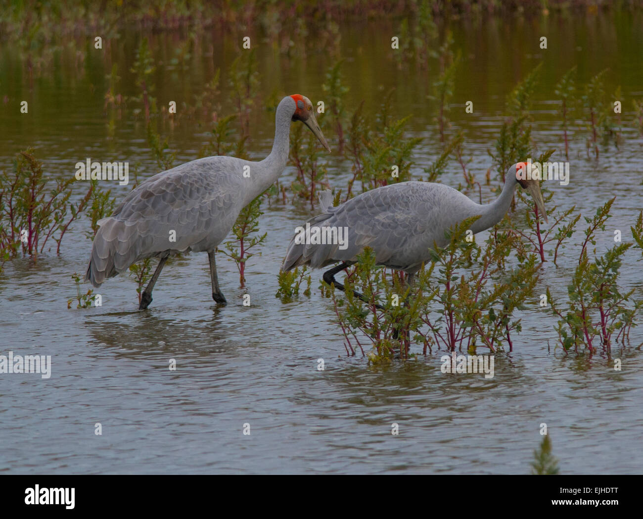 Brolgas hi-res stock photography and images - Alamy