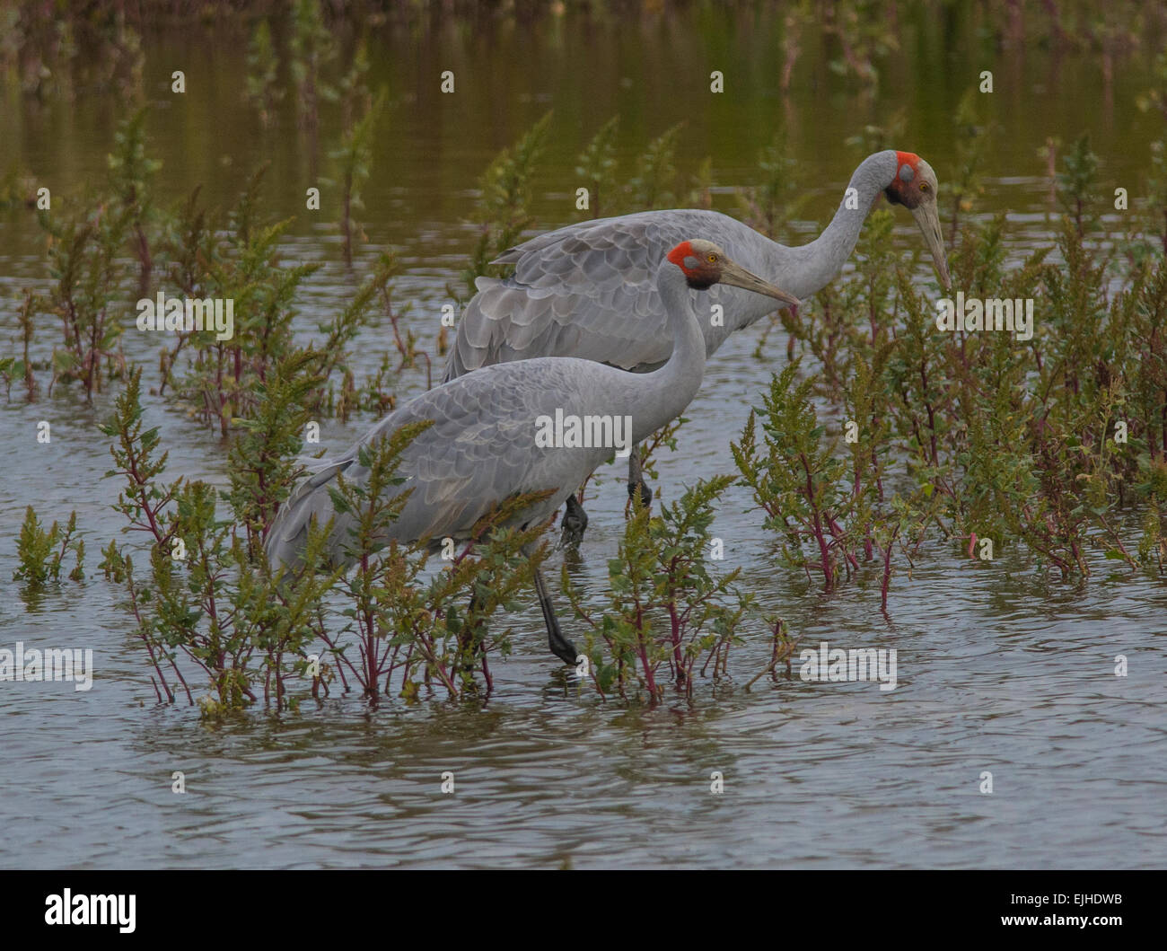 Brolgas hi-res stock photography and images - Alamy