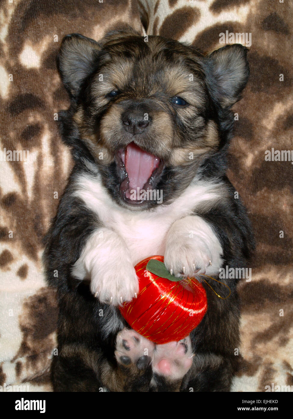 Red artificial apples hi-res stock photography and images - Alamy