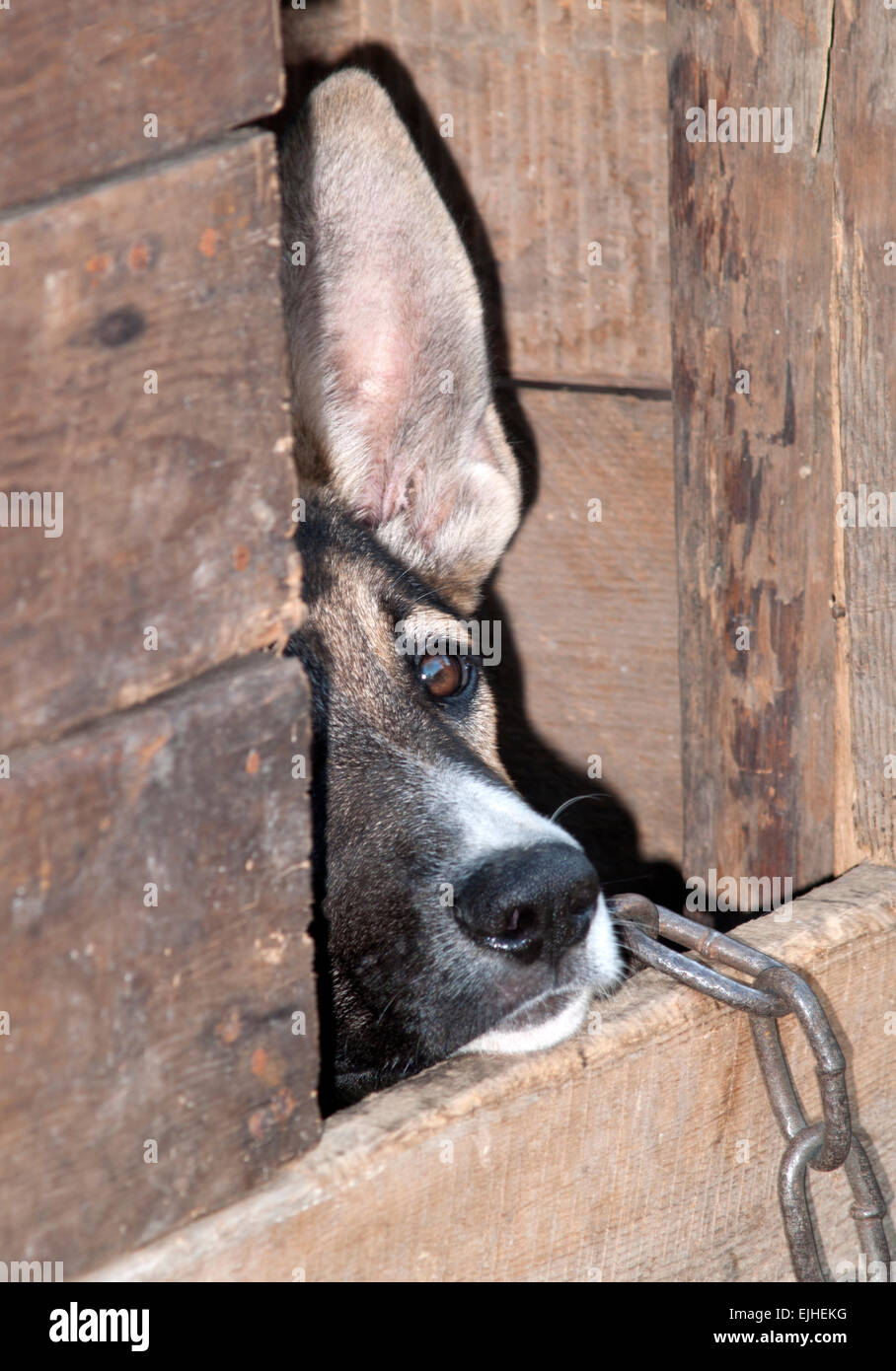 Big ears dogs hi-res stock photography and images - Alamy