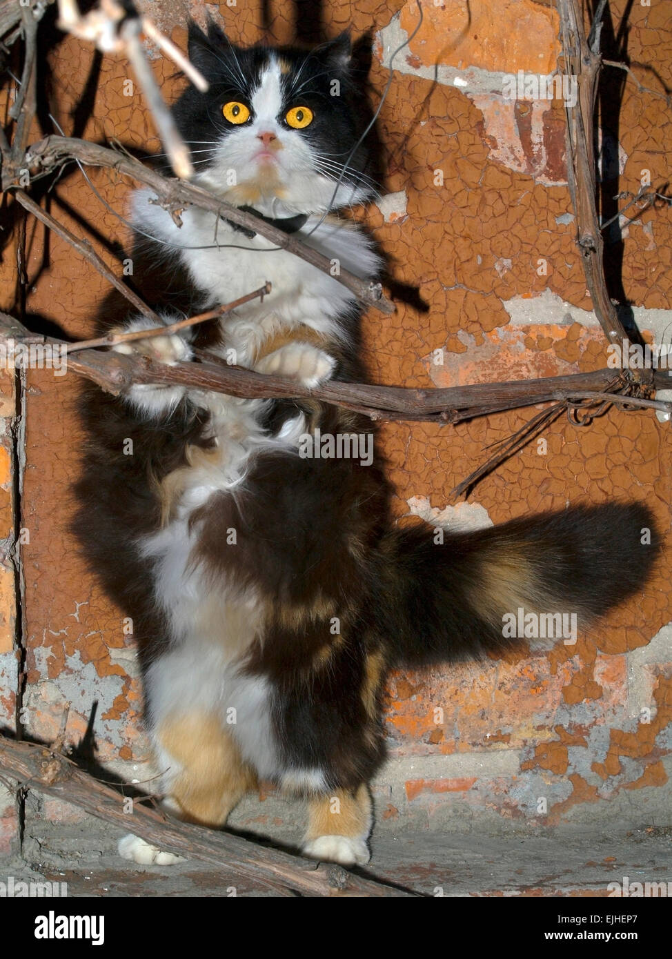 Cat with a vine Stock Photo - Alamy