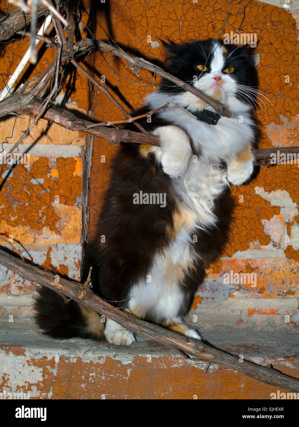 Kittens Grapevine High Resolution Stock Photography and Images - Alamy