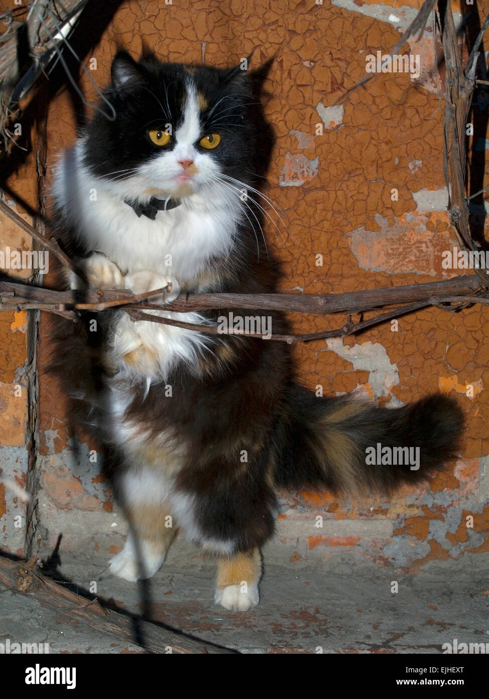Cat with a vine Stock Photo - Alamy