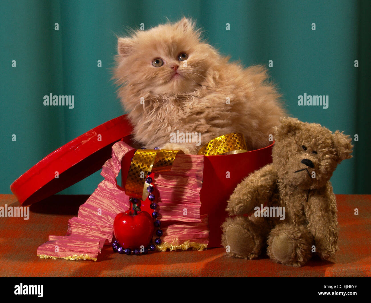 Kitten in the red box Stock Photo - Alamy