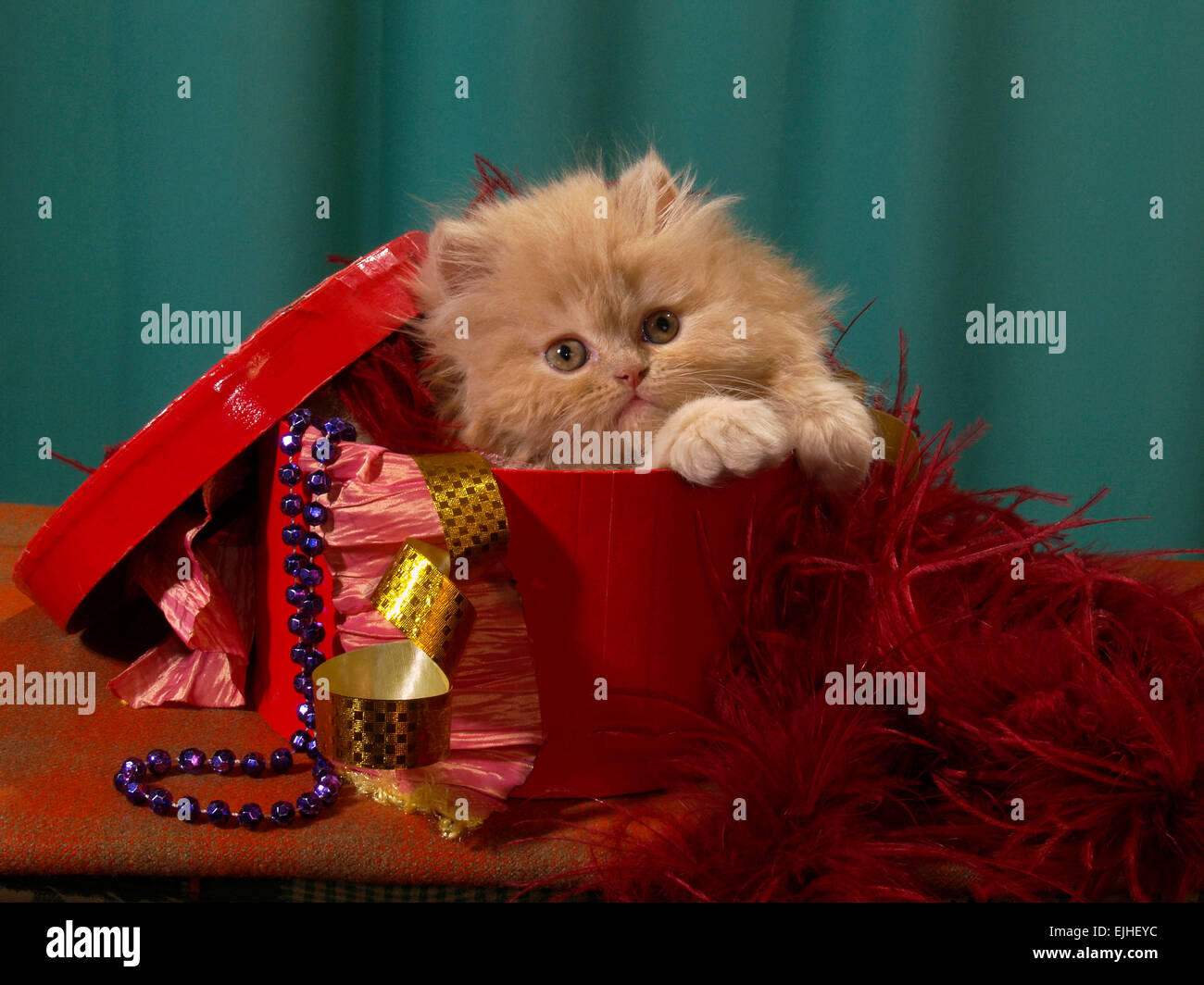 Red cat in a box hi-res stock photography and images - Alamy