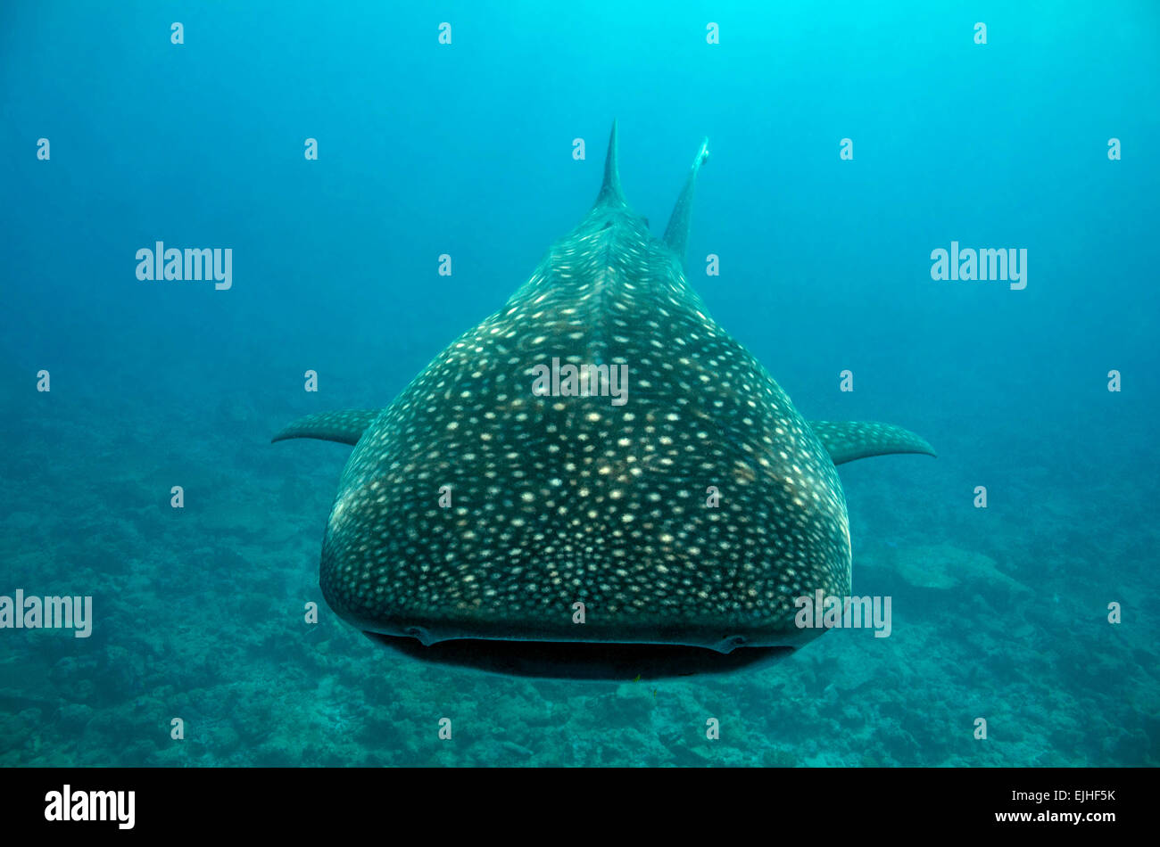 Whale shark approaching hi-res stock photography and images - Alamy