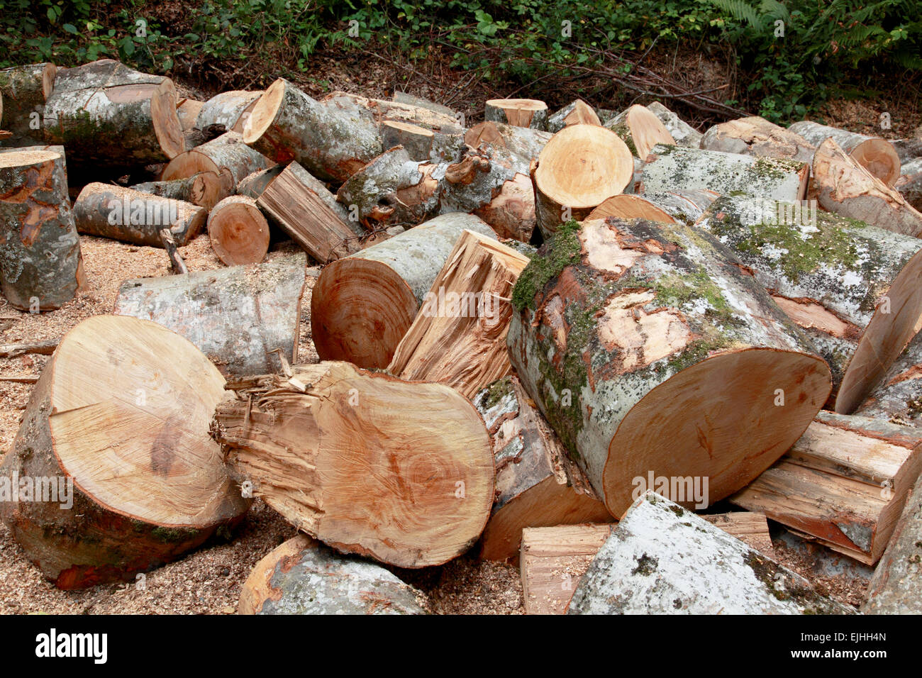 Large logs, mainly beech, newly cut in the forest above Aulus les Bains ...