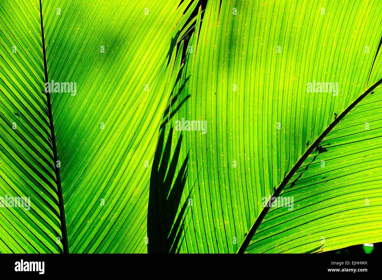 Palm leaves, sea coconut, coco de mer (Lodoicea maldivica), backlit ...