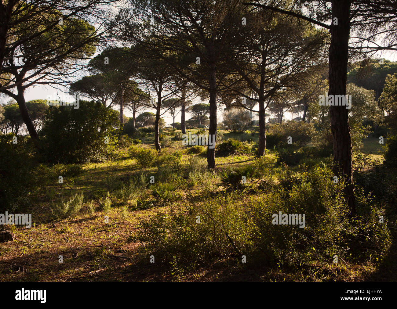 Pine forest, Parque Natural de La Breña y Marismas el Barbate ...
