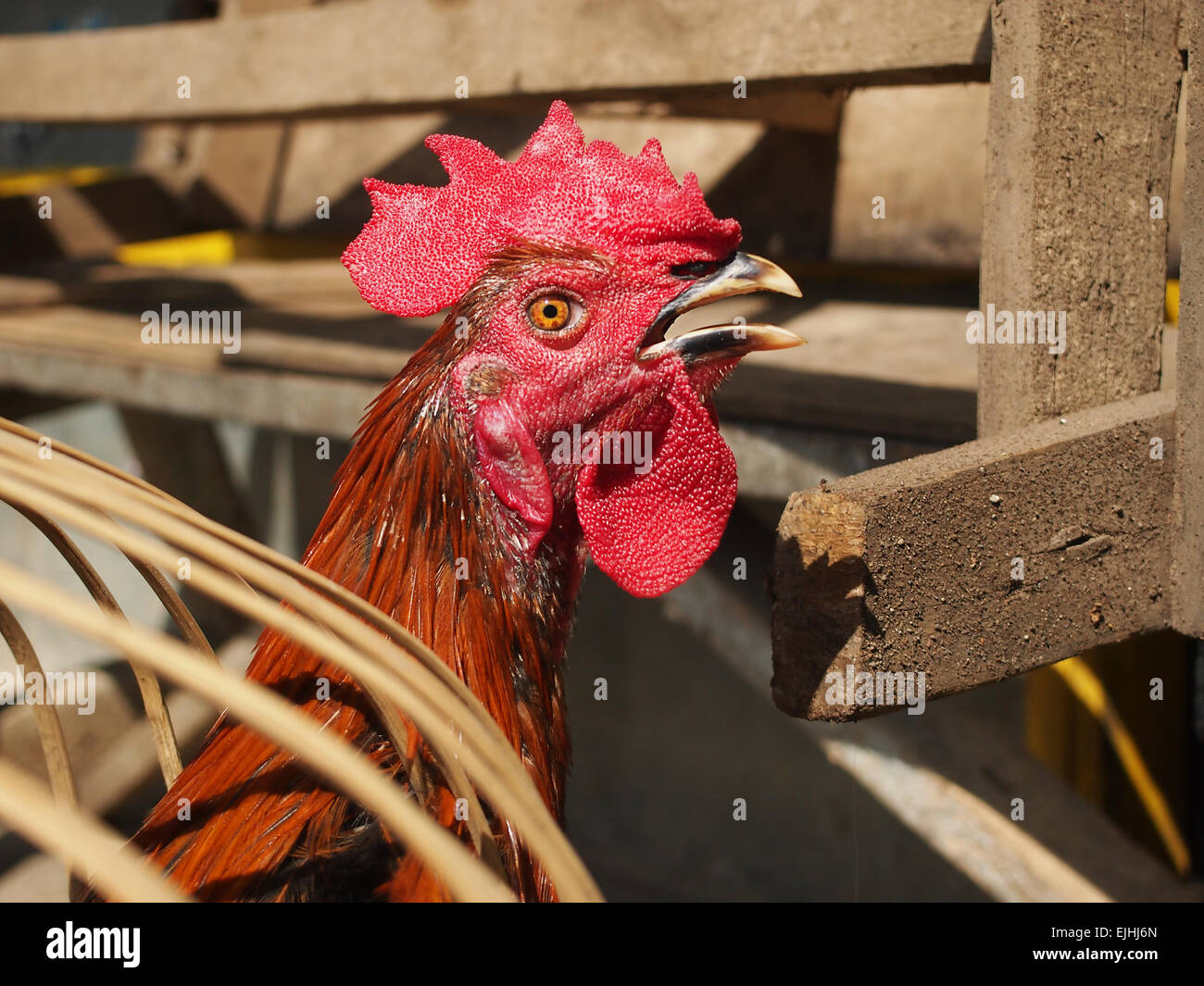 a rooster put out its head from bamboo cage Stock Photo - Alamy
