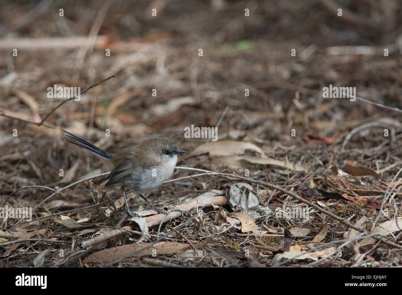 Superb Fairy Wren Stock Photo - Alamy