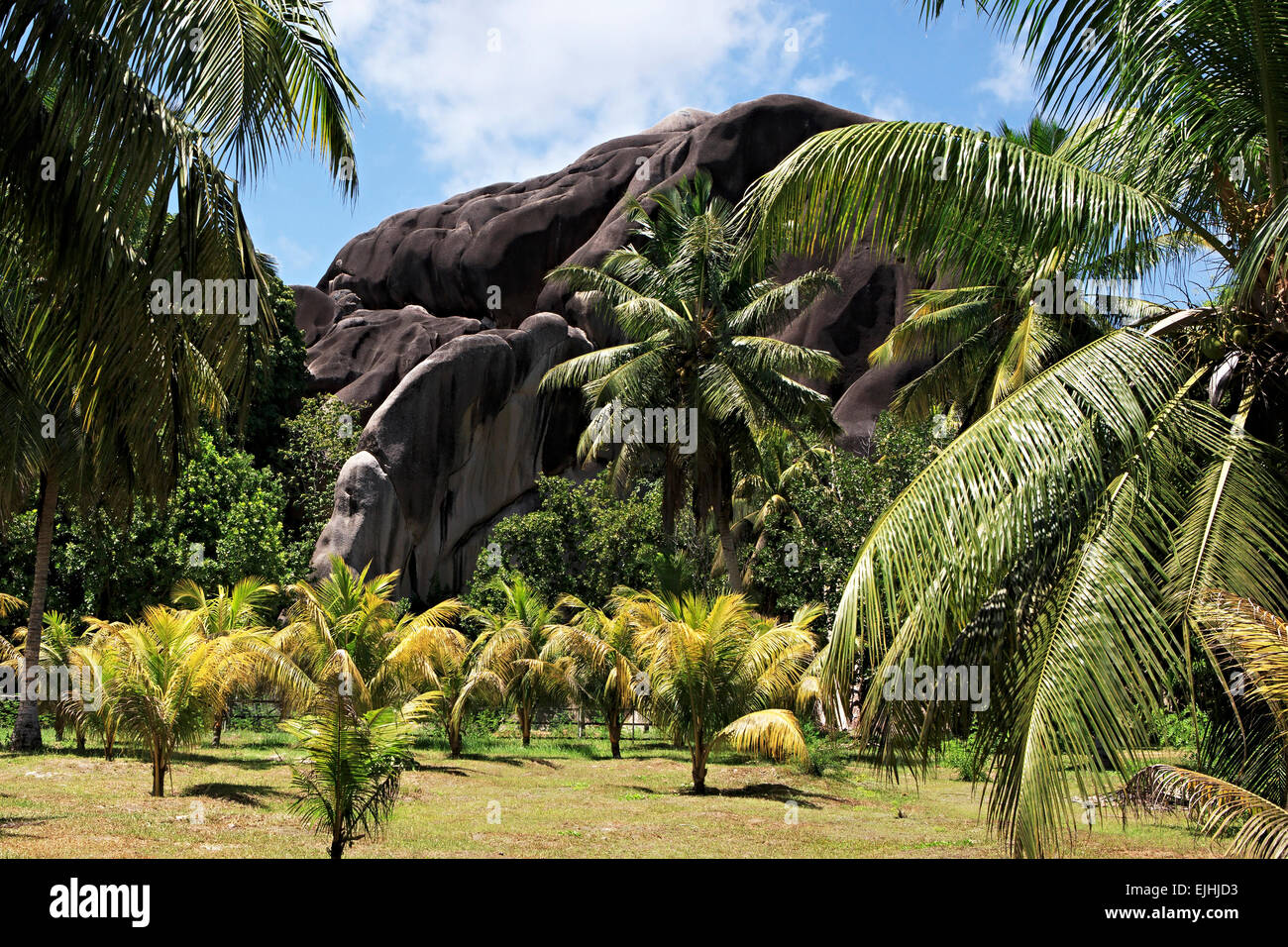 Beautiful enormous black granite rocks in a palm grove Stock Photo - Alamy