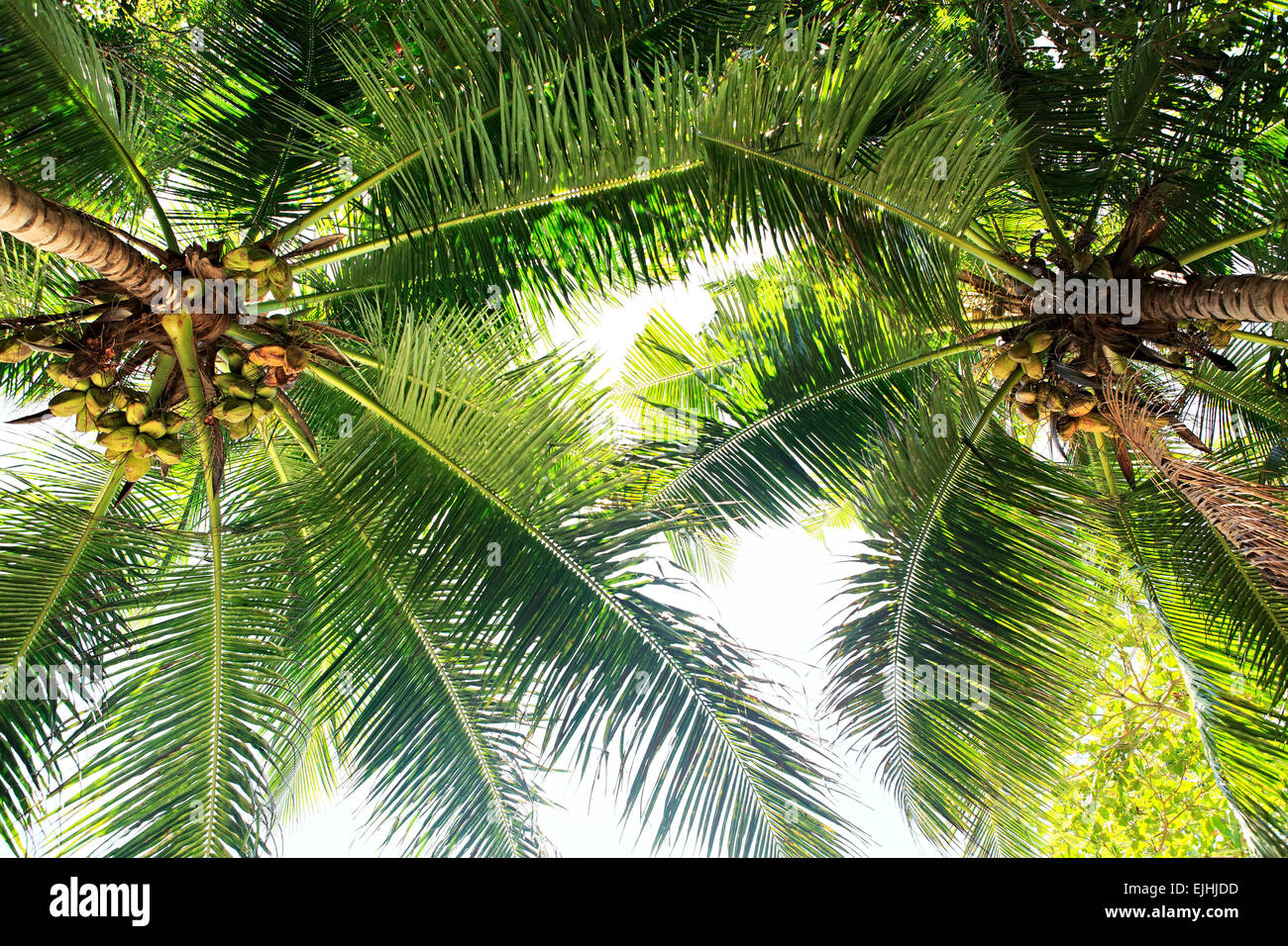 Coconut tree with fruit Stock Photo - Alamy