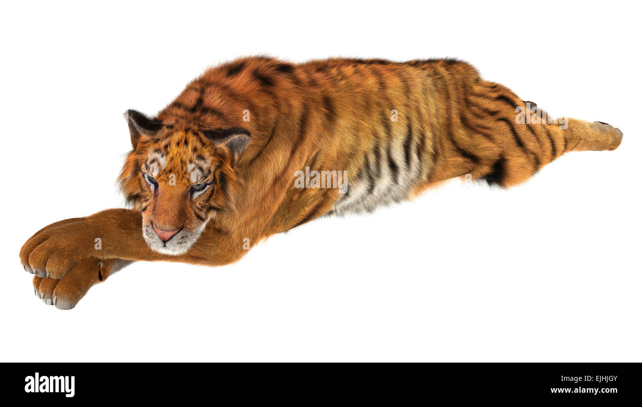 3D digital render of a resting tiger isolated on white background Stock ...