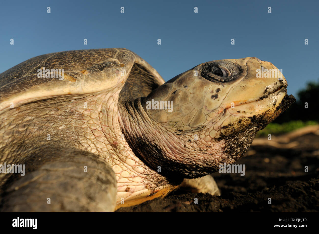 Pacific Ridley Sea Turtles High Resolution Stock Photography and Images ...
