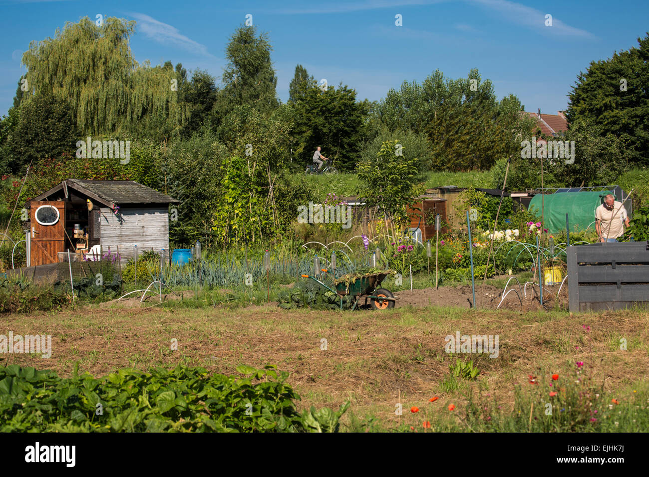 Pea patch gardens hi-res stock photography and images - Alamy