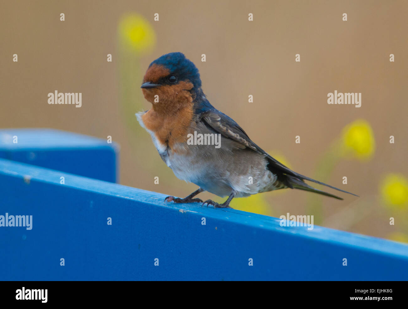 Welcome swallow hi-res stock photography and images - Alamy