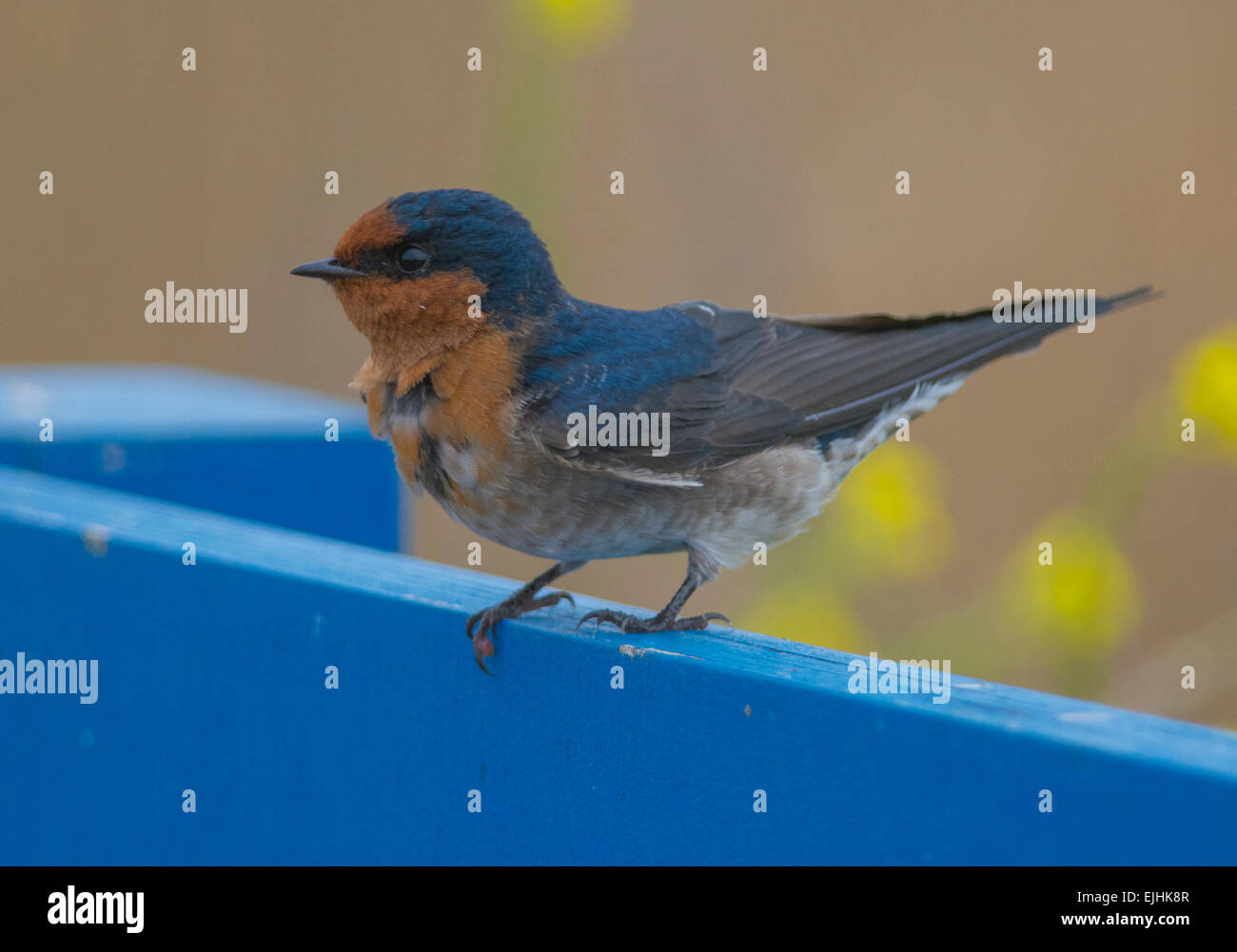 Welcome swallow hi-res stock photography and images - Alamy