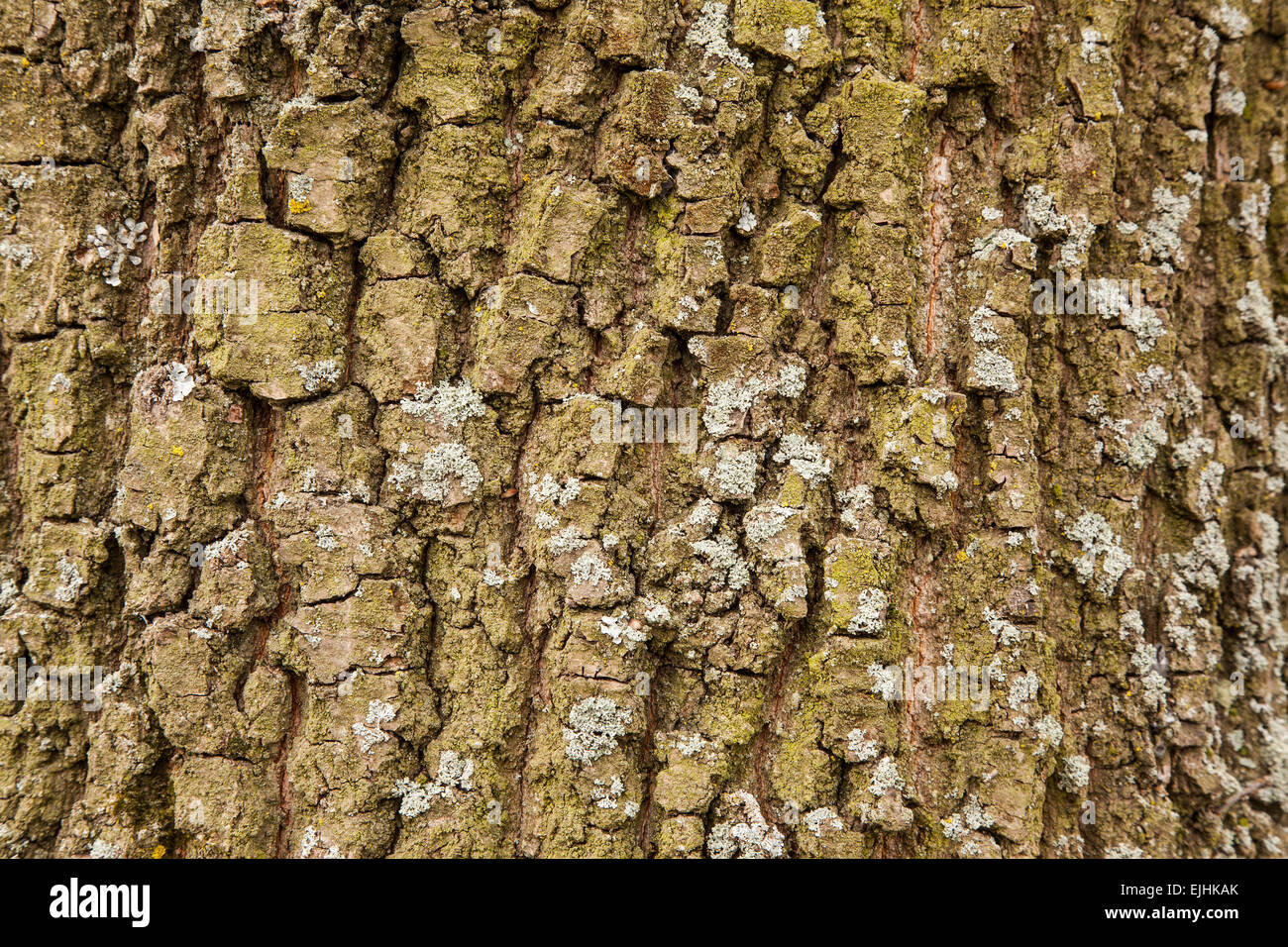 rough bark pattern of oak tree Stock Photo - Alamy