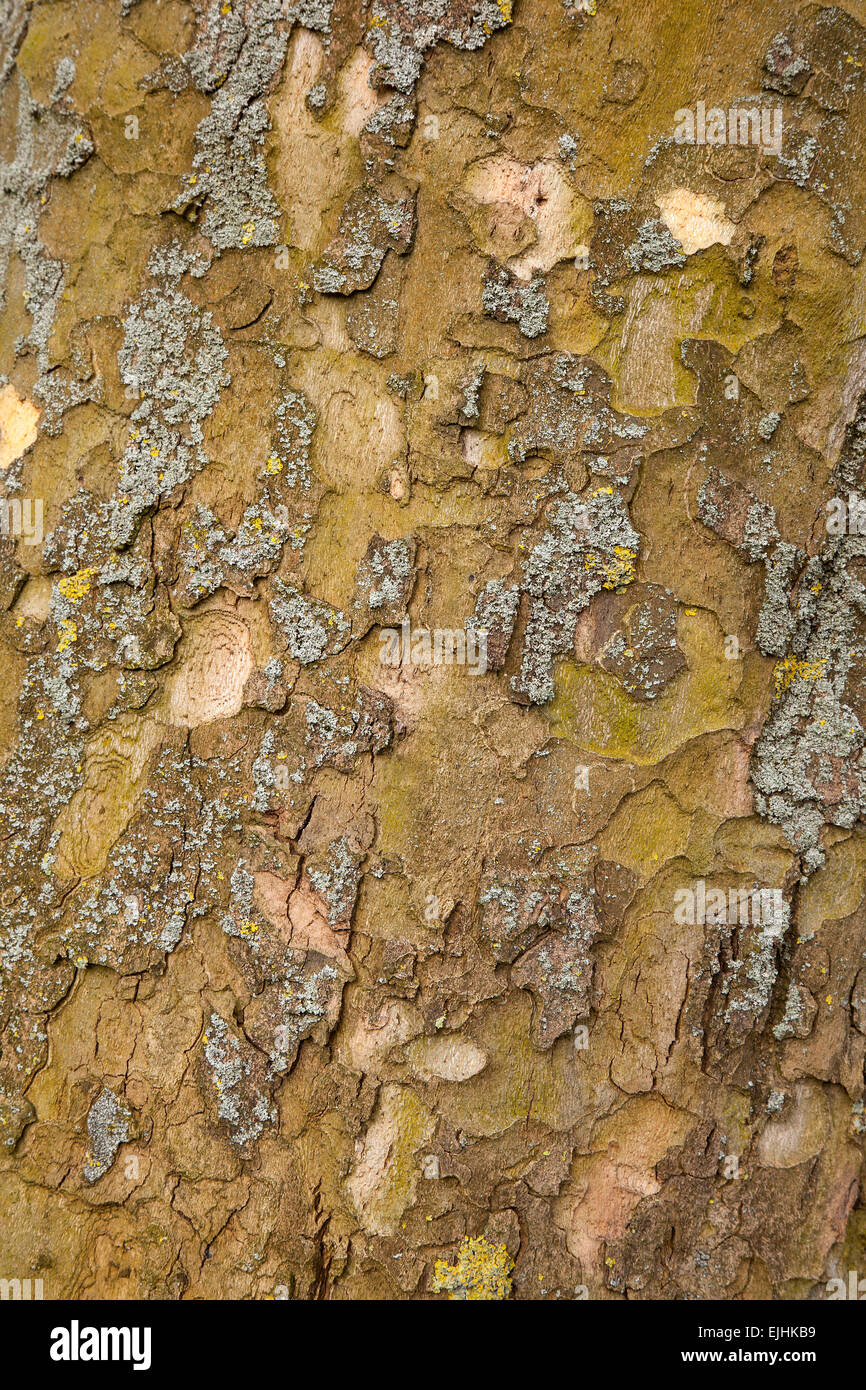 Old plane tree hi-res stock photography and images - Alamy
